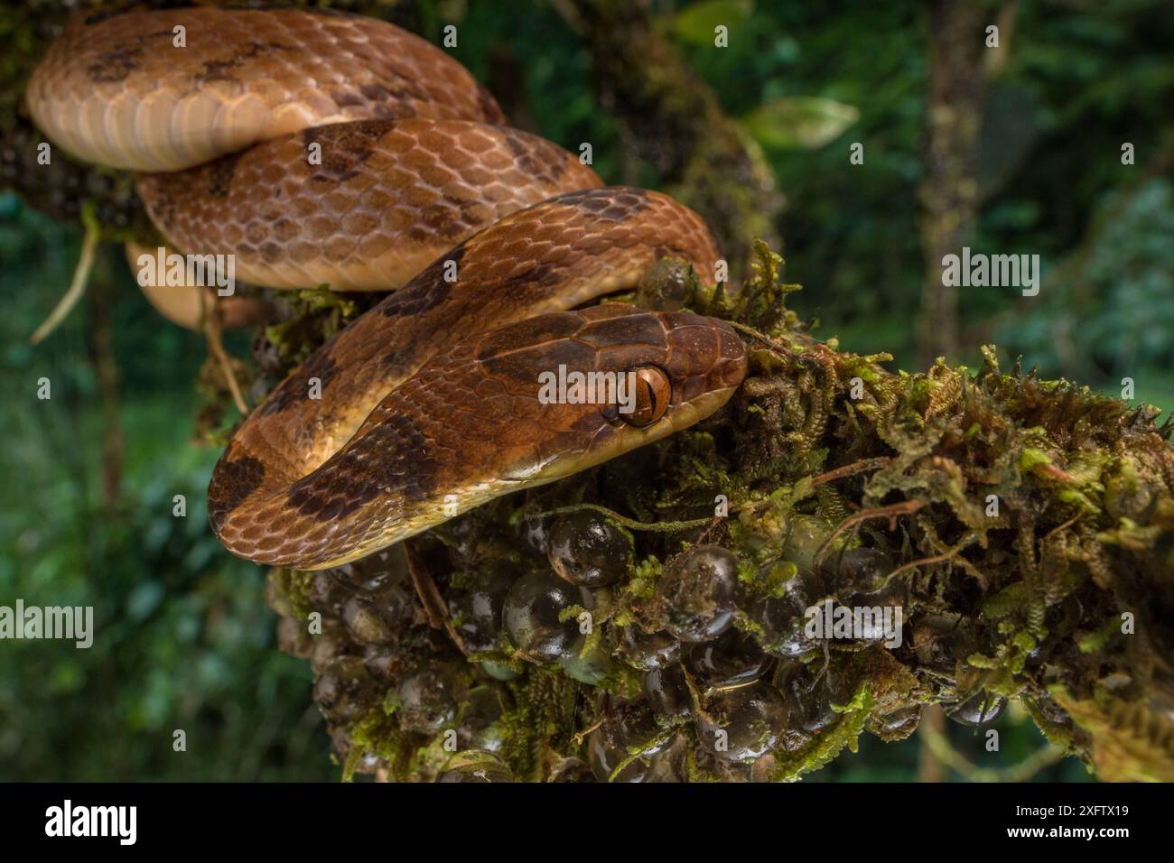 Cat-eyed snake (Leptodeira septentrionalis) on branch with the eggs of ...