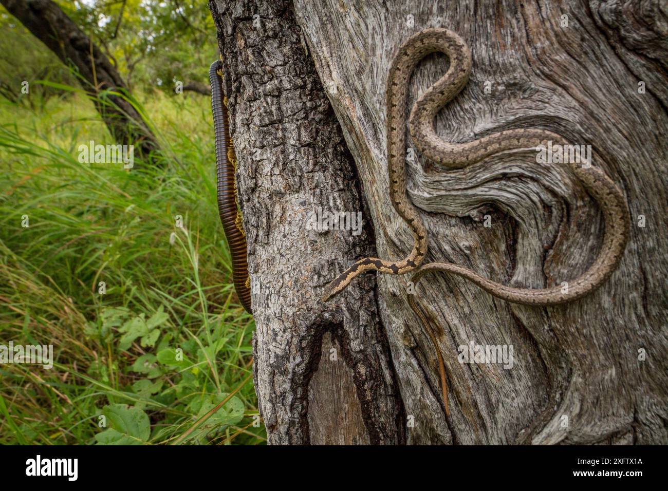 Amplorhinus hi-res stock photography and images - Alamy