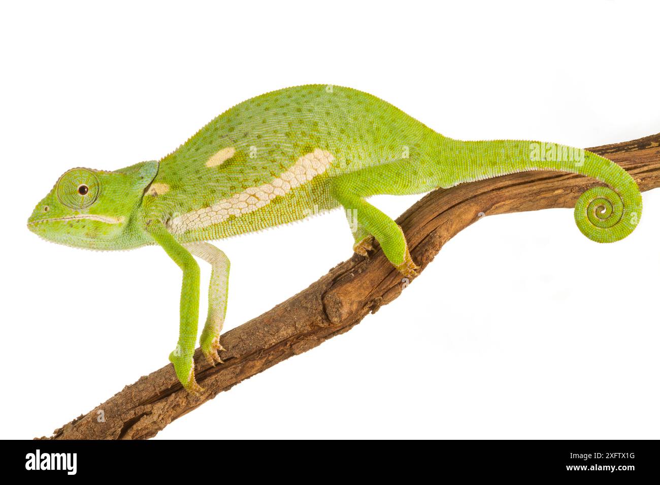 Flap-necked chameleon (Chamaeleo dilepis) Greater Gorongosa Ecosystem ...