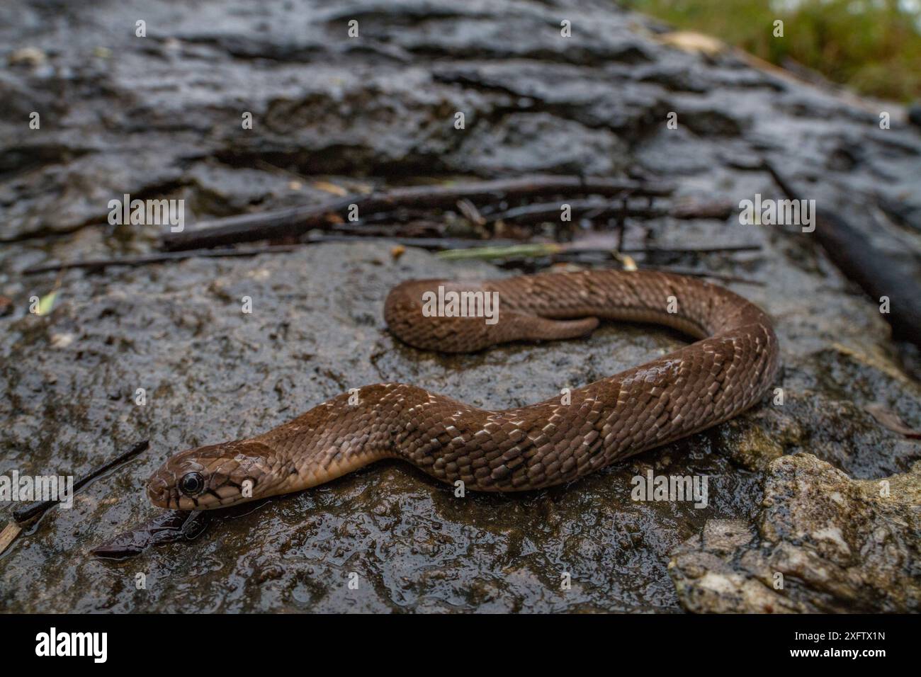 Nght adder (Causus defilippi) basks on a rock after light rain. Greater ...