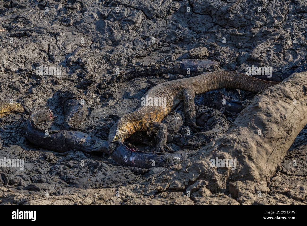 Nile monitor lizards (Varanus niloticus) hunting giant Sharpooth ...