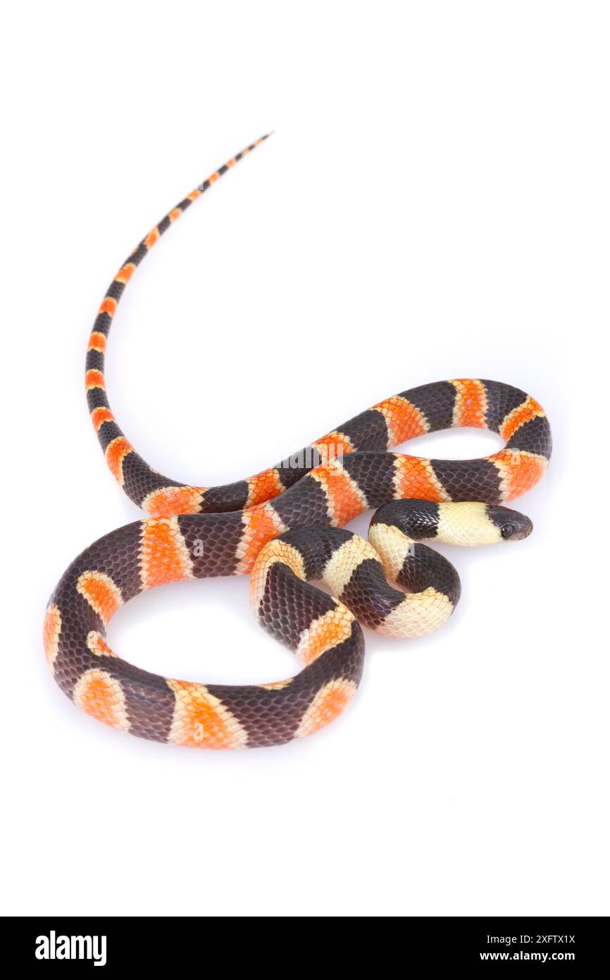 Calico snake (Oxyrhopus petolarius) juvenile from La Selva Biological ...