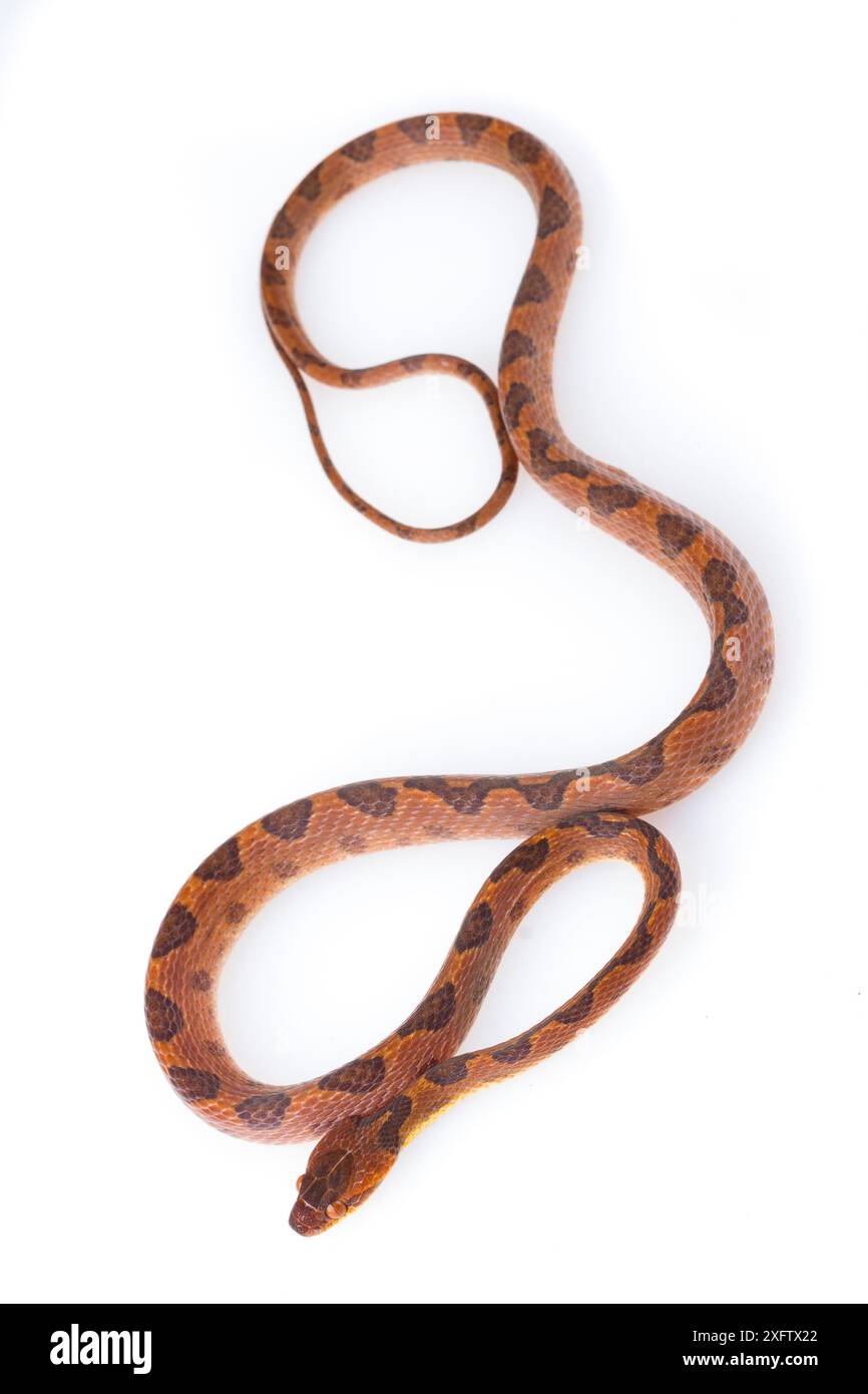 Cat-eyed snake (Leptodeira septentrionalis) from La Selva Biological ...
