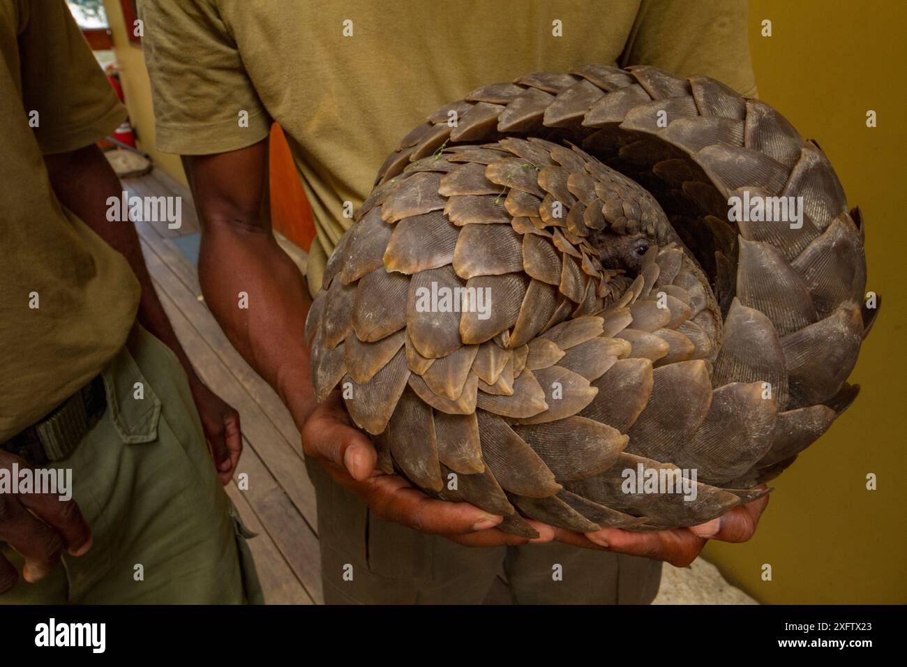 Park ranger holding a Cape pangolin / Temminck's ground pangolin ...