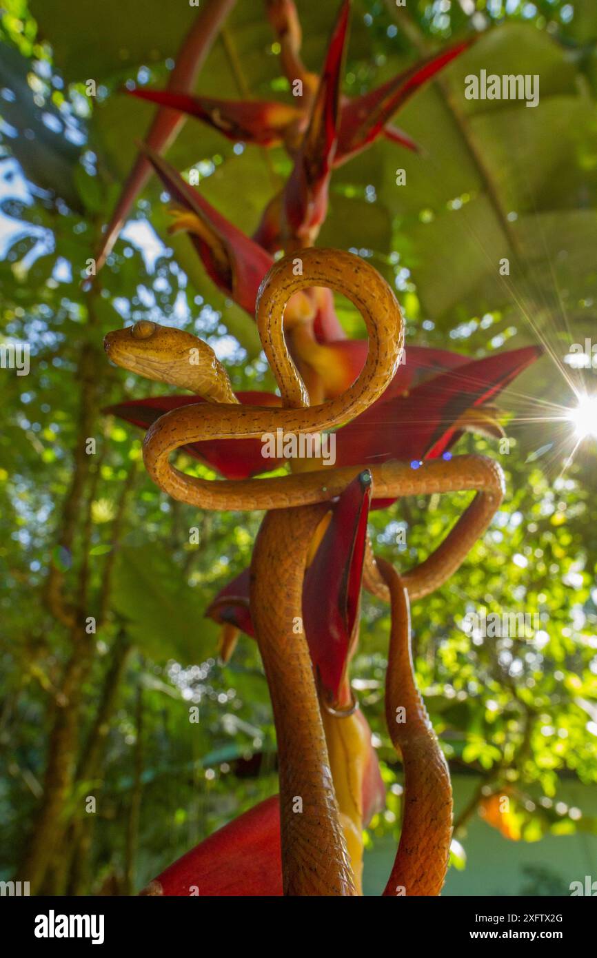 Speckled tree snake (Imantodes inornatus) on a Heliconia flower, La ...
