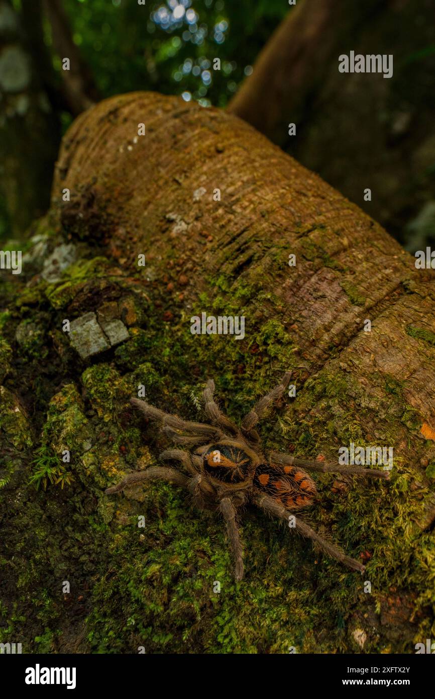 Dwarf tarantula / Pumpkin patch tarantula (probably Hapalopus sp.) on ...
