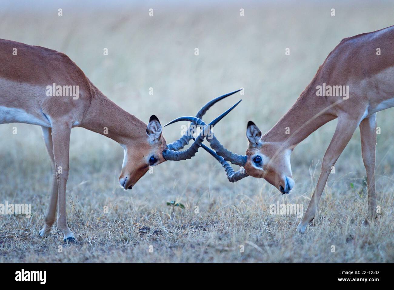 Kenyan impala black faced impala hi-res stock photography and images ...