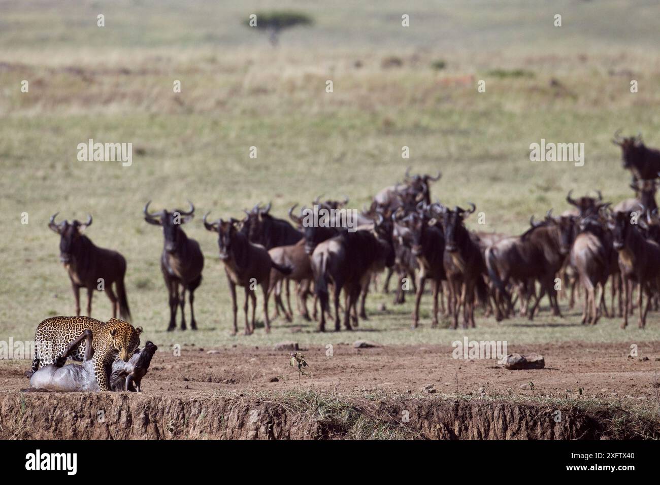 Leopard male (Panthera pardus) hunting Eastern white-bearded wildebeest ...