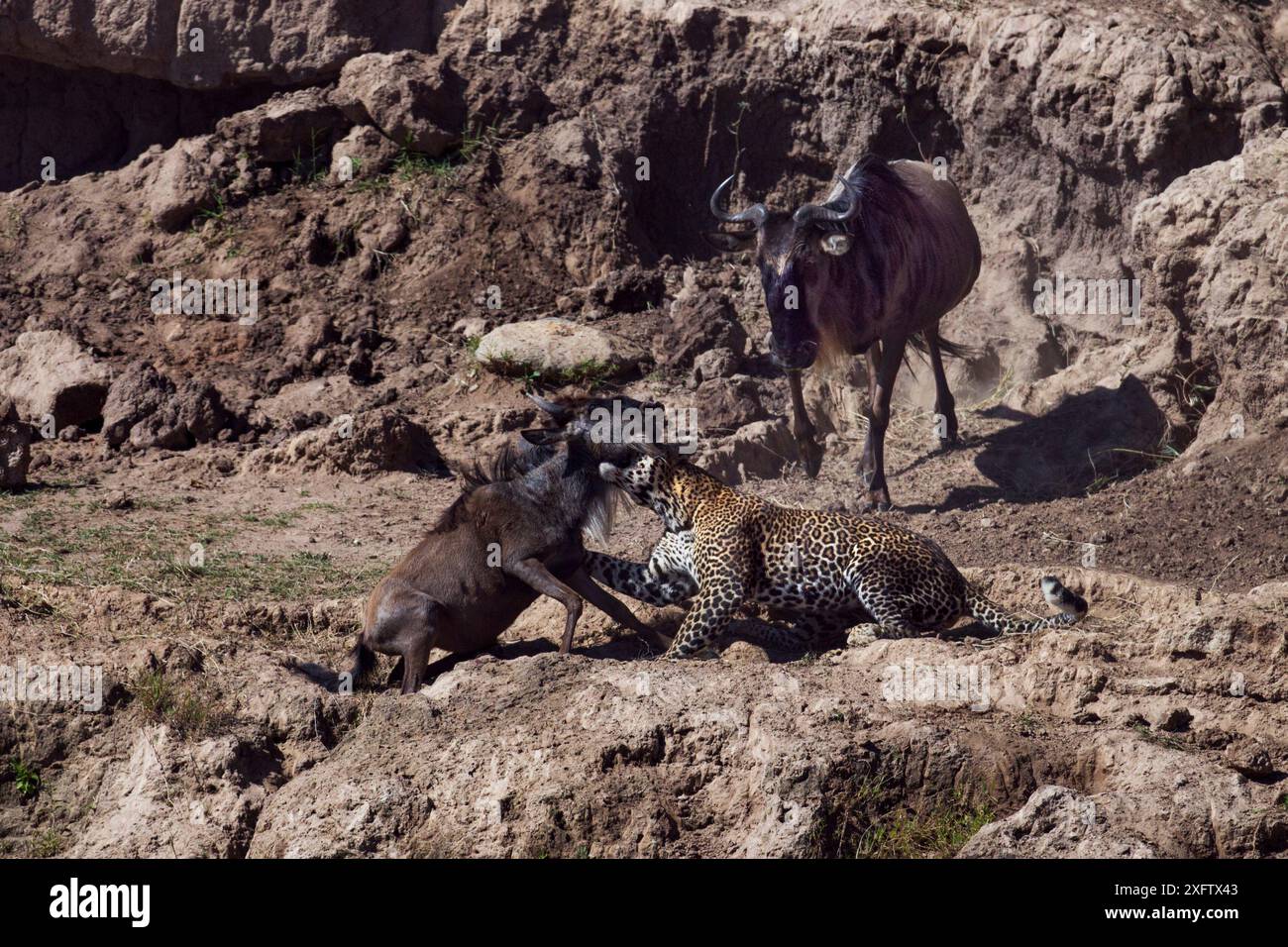 Leopard (Panthera pardus) male hunting Eastern white-bearded wildebeest ...