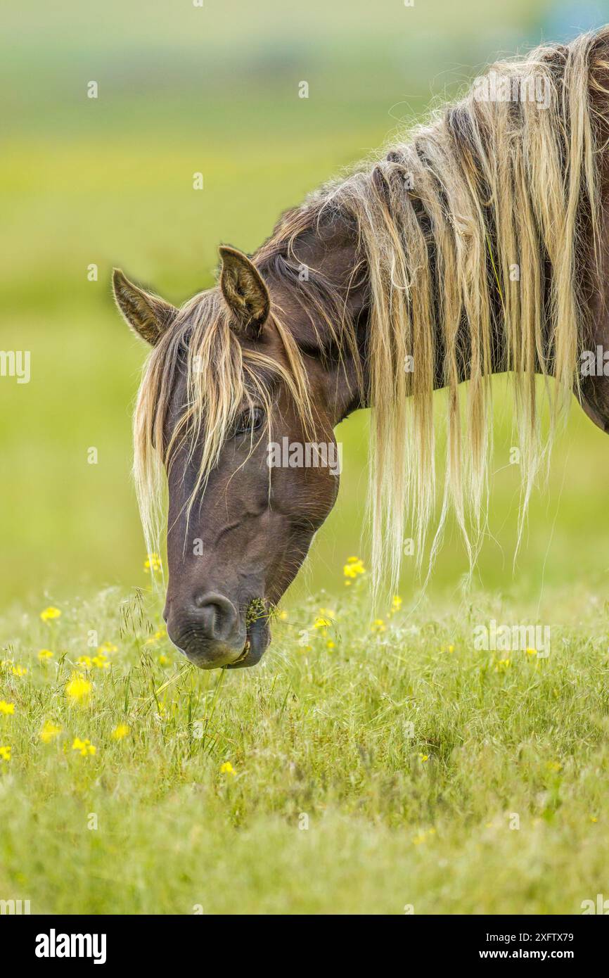 Rocky mountain horse, Bozeman, Montana, USA. June Stock Photo - Alamy