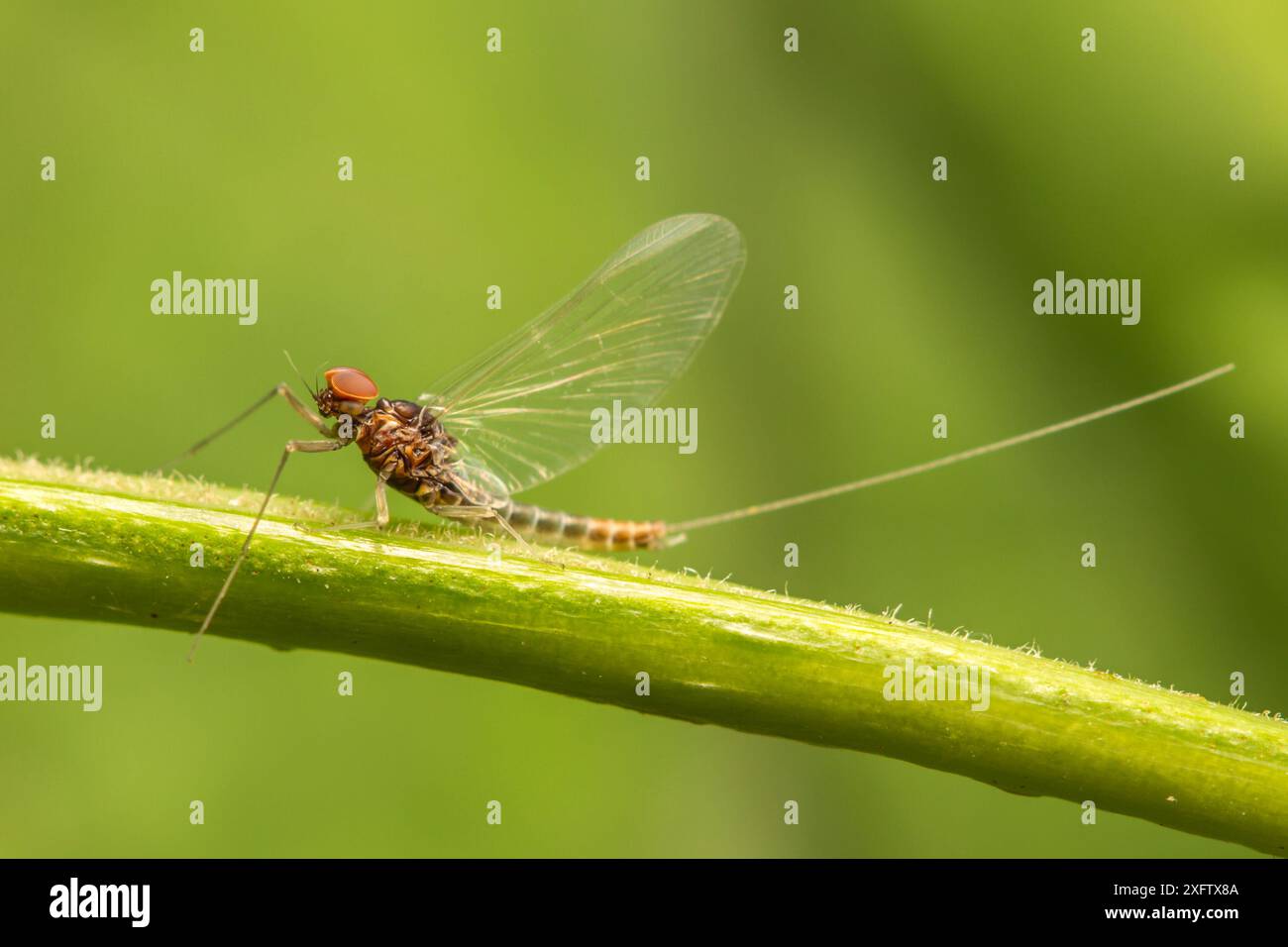 Blue winged olive mayfly (Bateis sp.) male, Bozeman, Montana, USA Stock ...