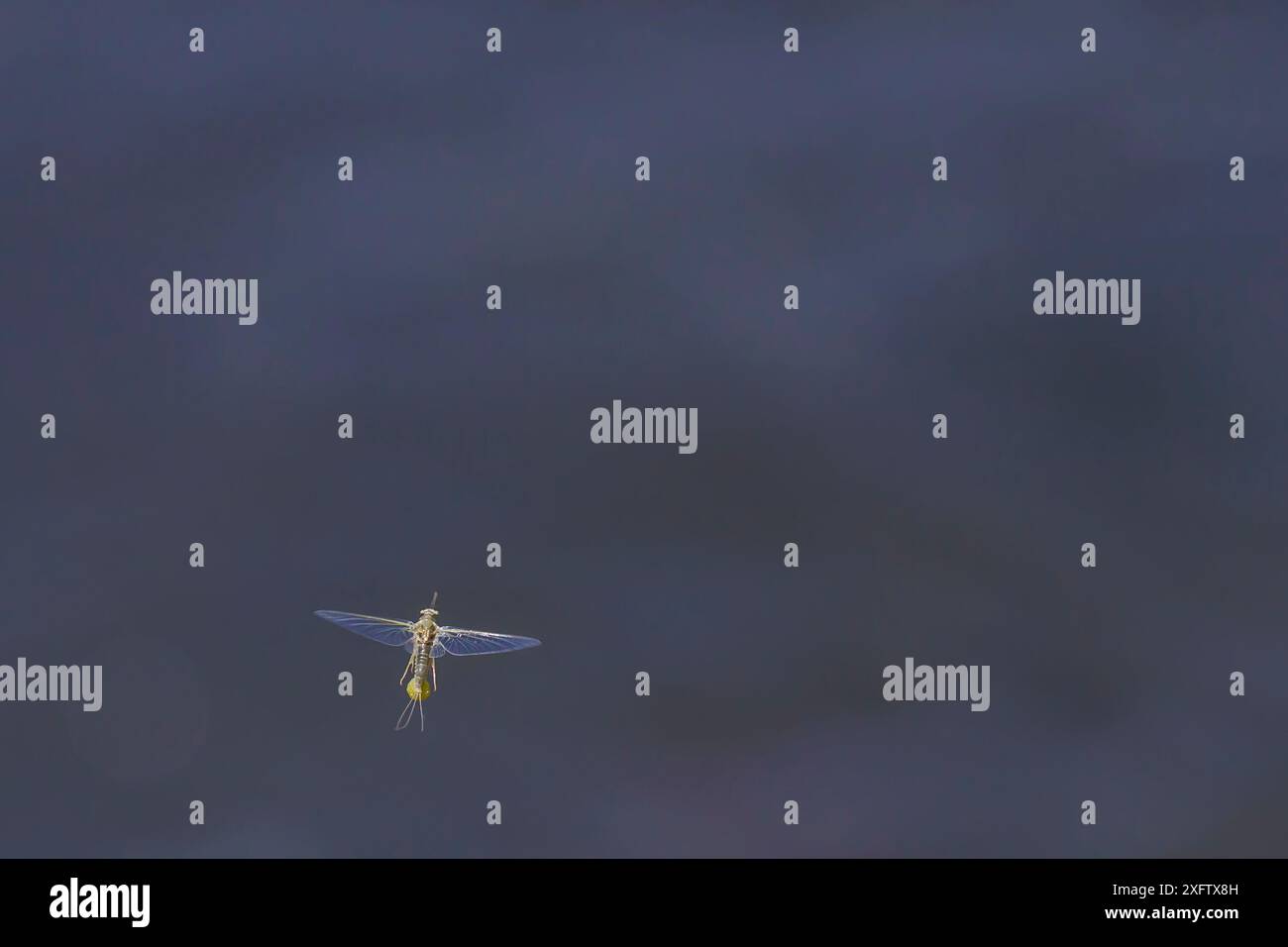 Pale morning dun mayfly hi-res stock photography and images - Alamy