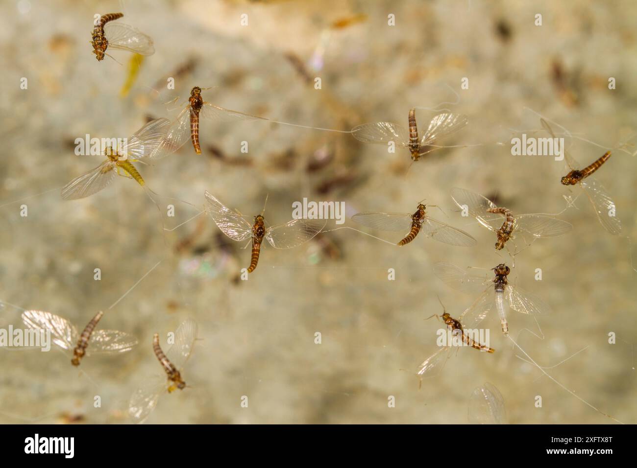 Tiny blue wing olive mayfly (Acentrella turbida) caught in spider web ...