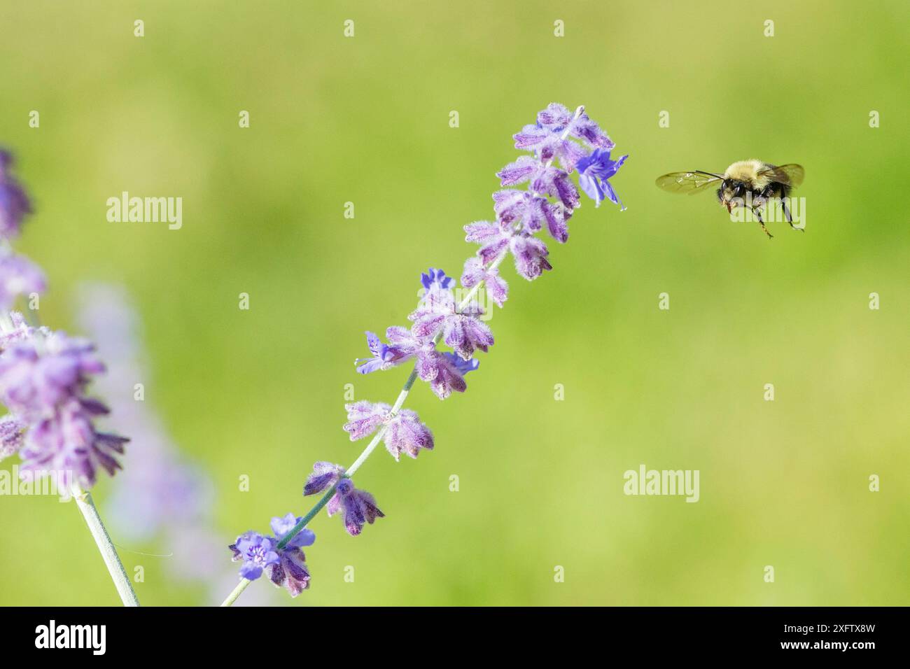 Eastern bumblebee (Bombus impatiens) flying to Russian sage (Perovskia ...