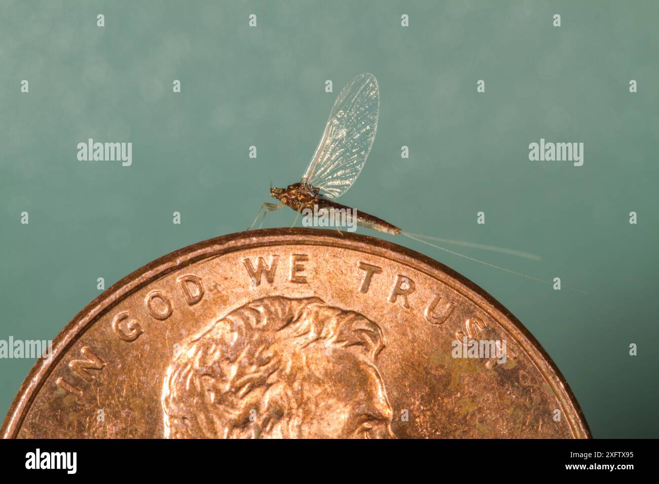 Tiny blue wing olive (Acentrella turbida) on US penny, Bozeman, Montana ...