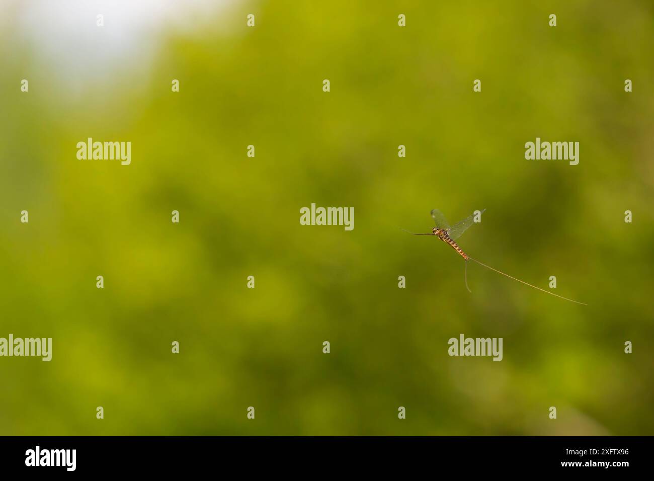 Summer mayfly (Siphlonurus lacustris) in flight, River Usk, Wales, UK ...