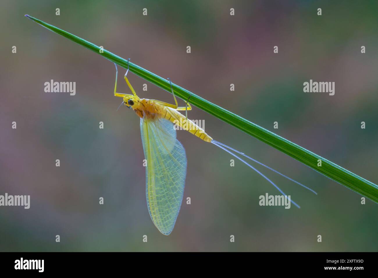 Yellow dun mayfly (Heptagenia sulphurea) female, River Usk, Wales, UK ...