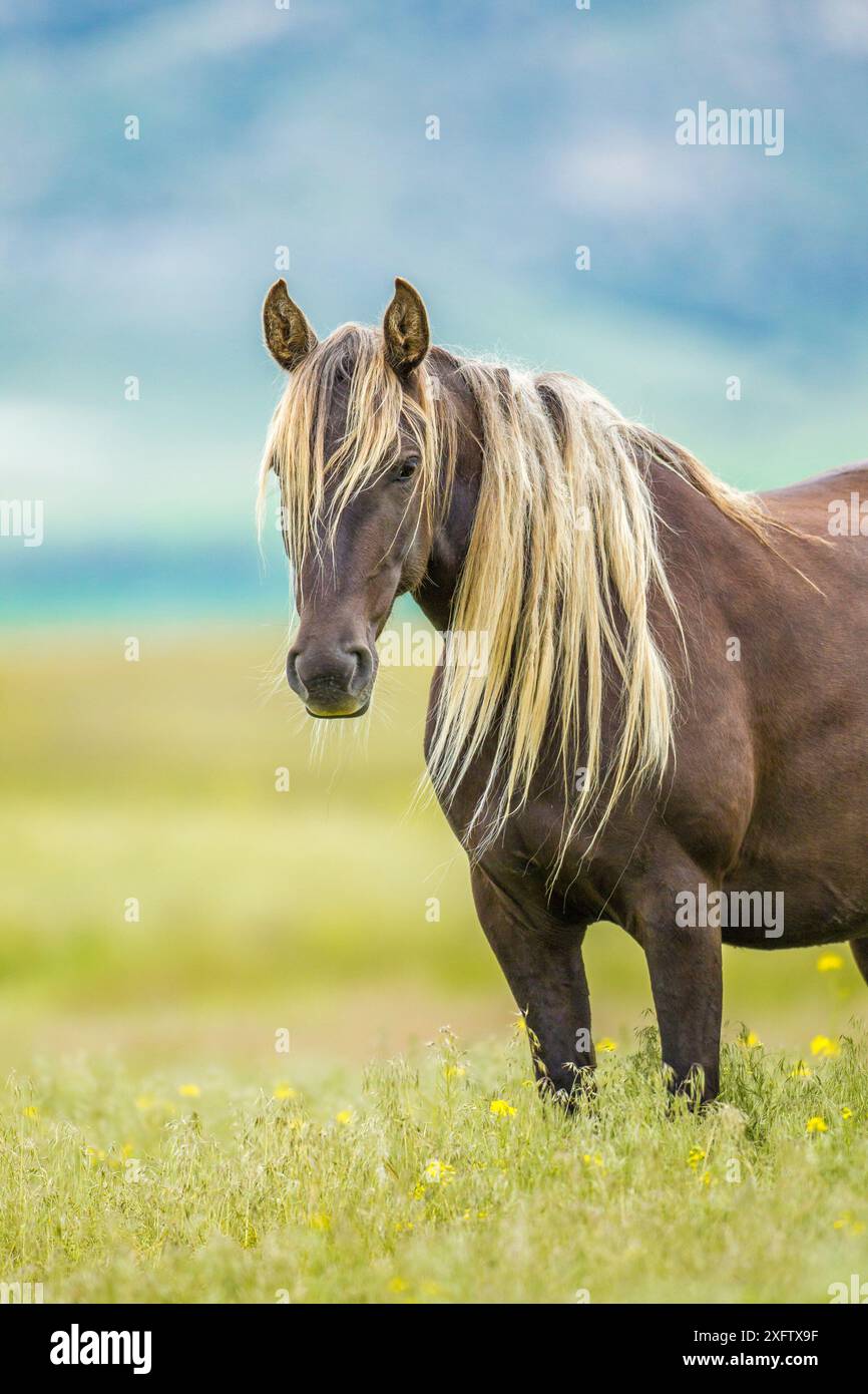 Rocky mountain horse, Bozeman, Montana, USA. June Stock Photo - Alamy