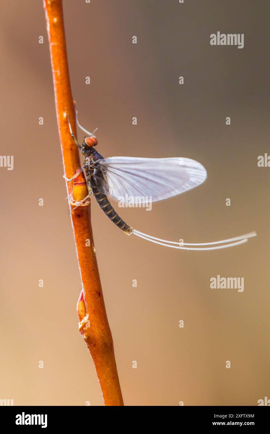 Blue winged olive mayfly (Baetis tricaudatus) Bozeman, Montana, USA ...
