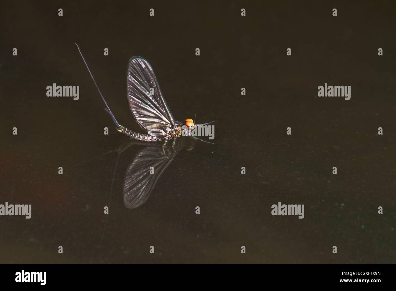 Blue winged olive mayfly (Baetis tricaudatus) Bozeman, Montana, USA ...
