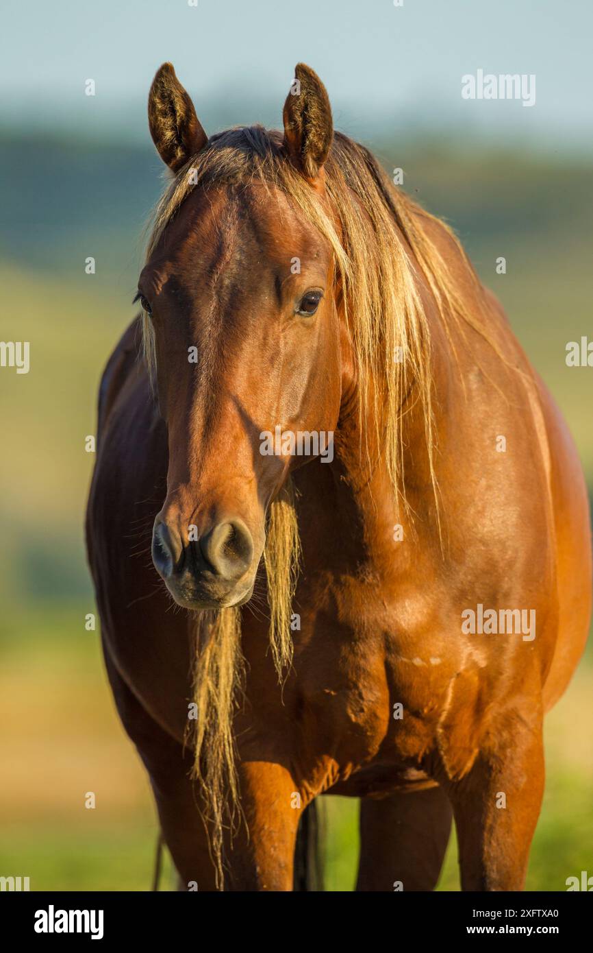 Rocky mountain horse, Bozeman, Montana, USA. July Stock Photo - Alamy