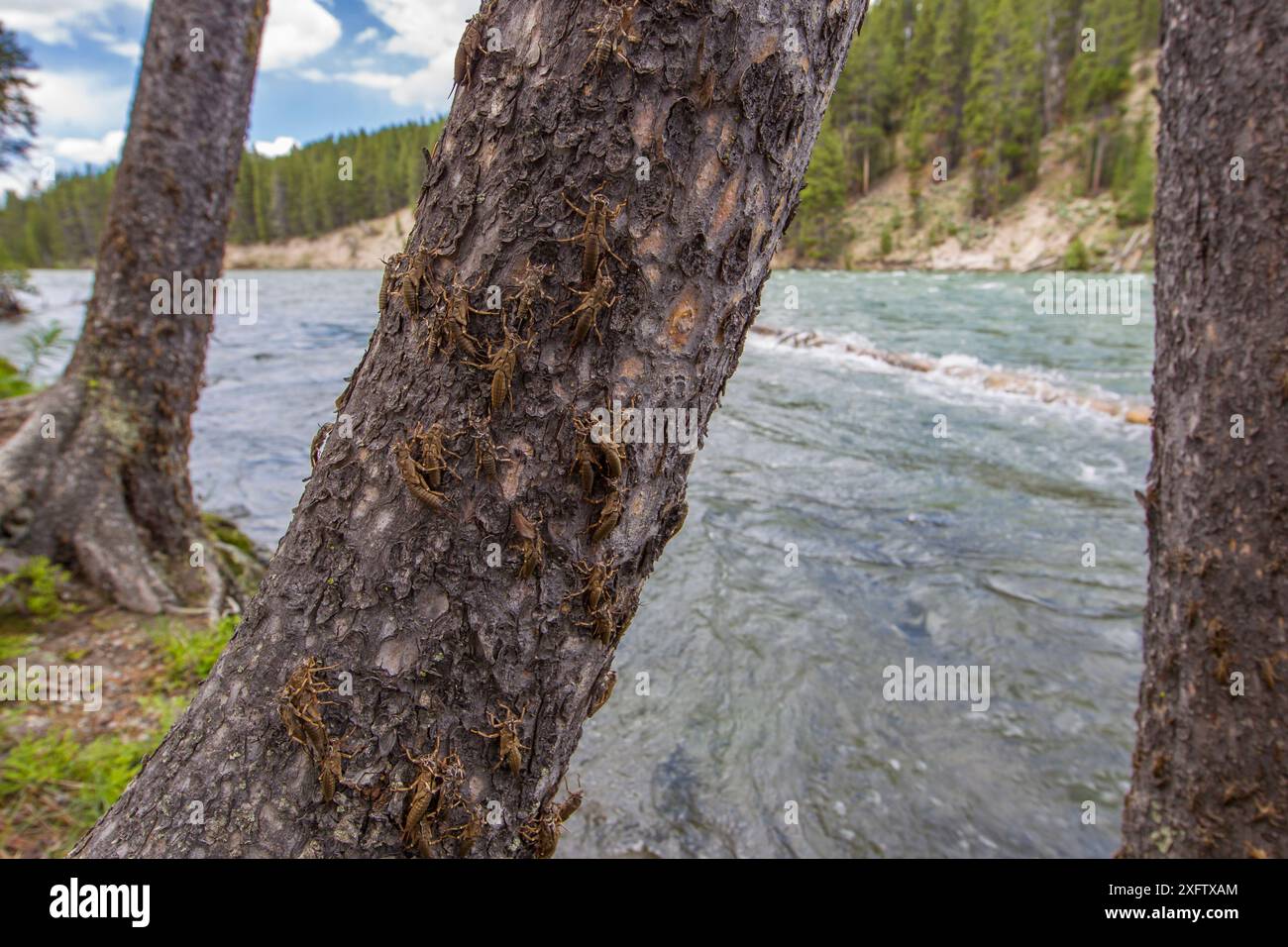 Exoskeletons of moulting nymphs of Giant stonefly / salmonfly ...