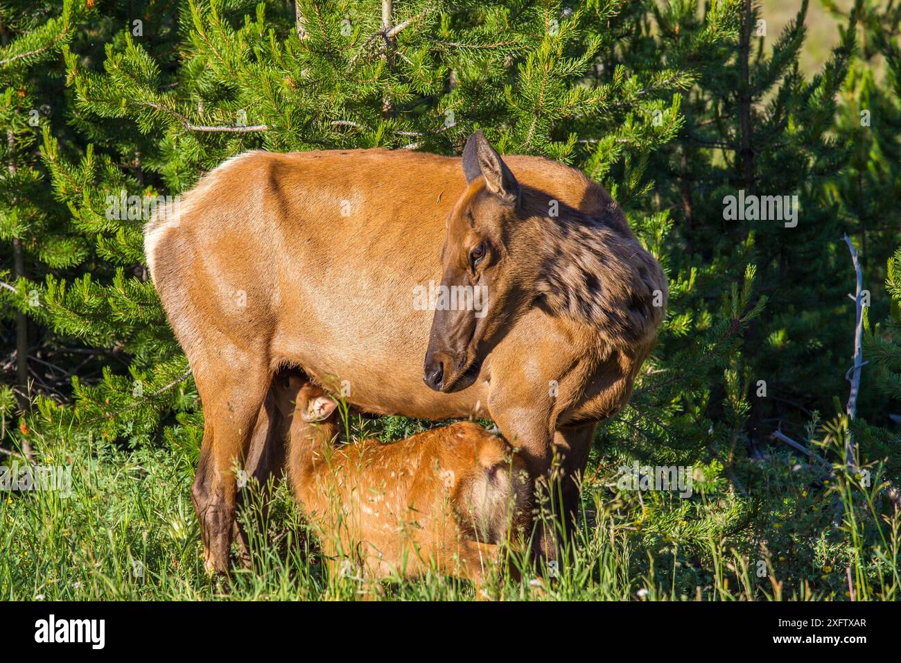 Elk (Cervus canadensis) female with suckling calf, Yellowstone National ...