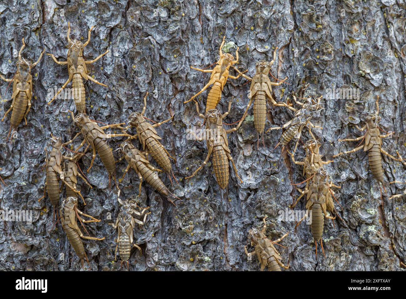 Exoskeletons of moulting nymphs of Freshwater giant stonefly ...
