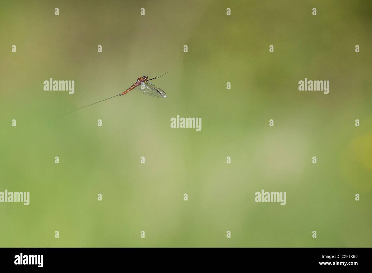 Mayflies uk hi-res stock photography and images - Alamy