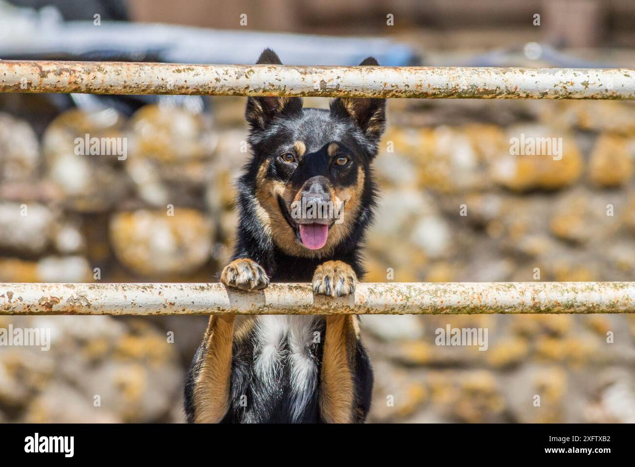 Dog peeking through pet hi-res stock photography and images - Alamy
