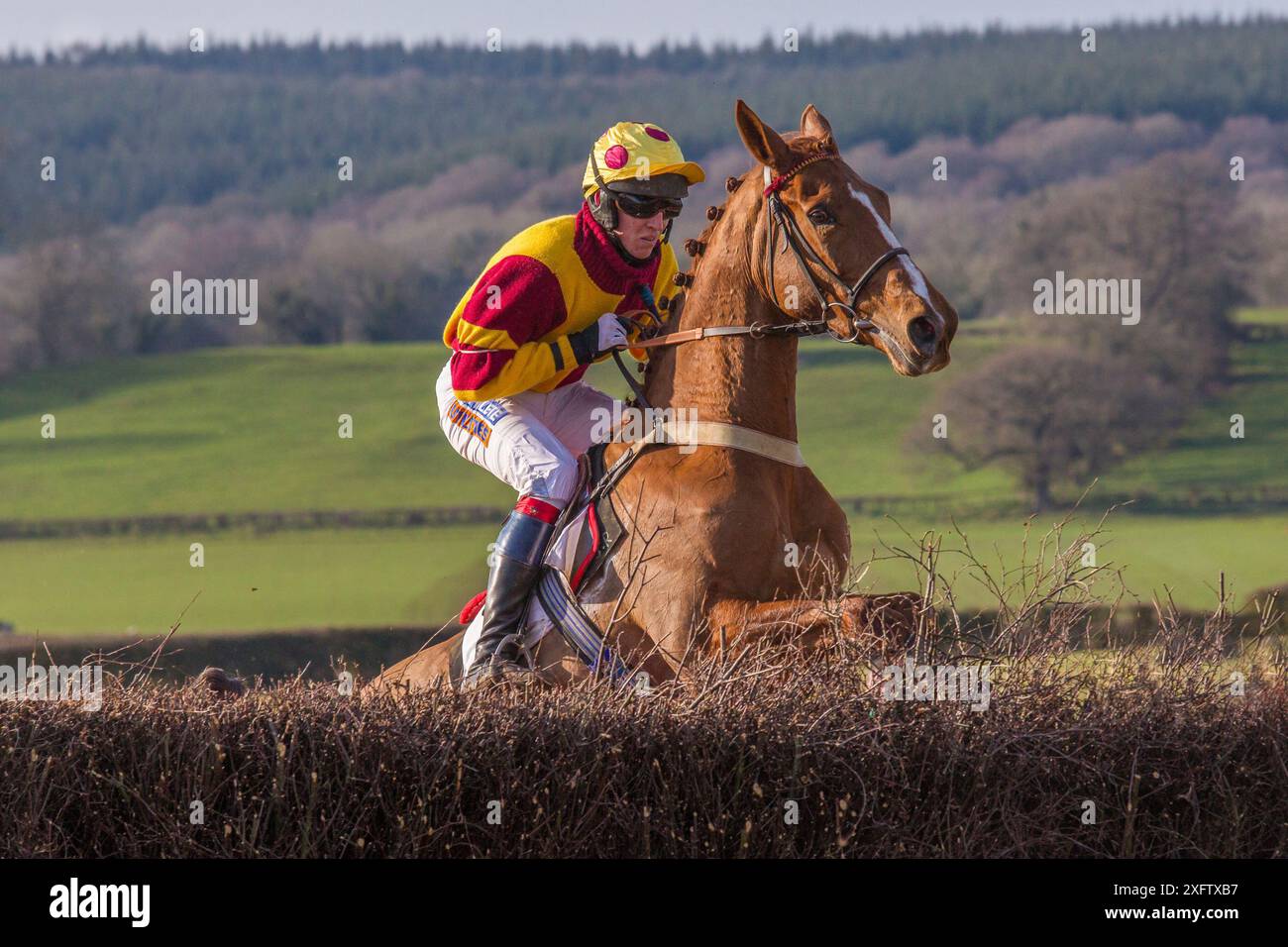 Racehorse jumping fence during Itton point-to-point horse race ...