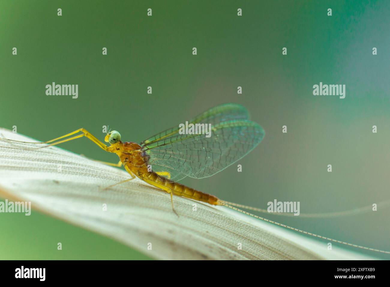 Flatheaded mayflies hi-res stock photography and images - Alamy