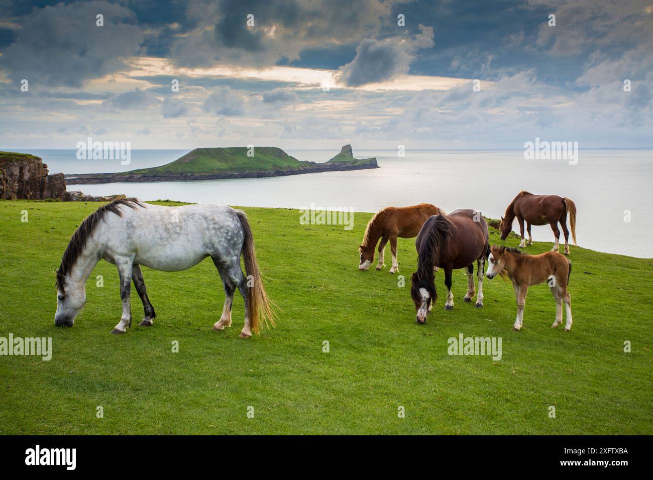 Welsh mountain ponies, grazing above Rhossili beach, The Gower, Wales ...