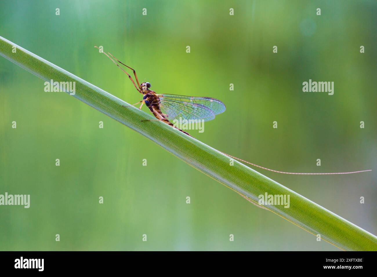 Mayflies uk hi-res stock photography and images - Alamy