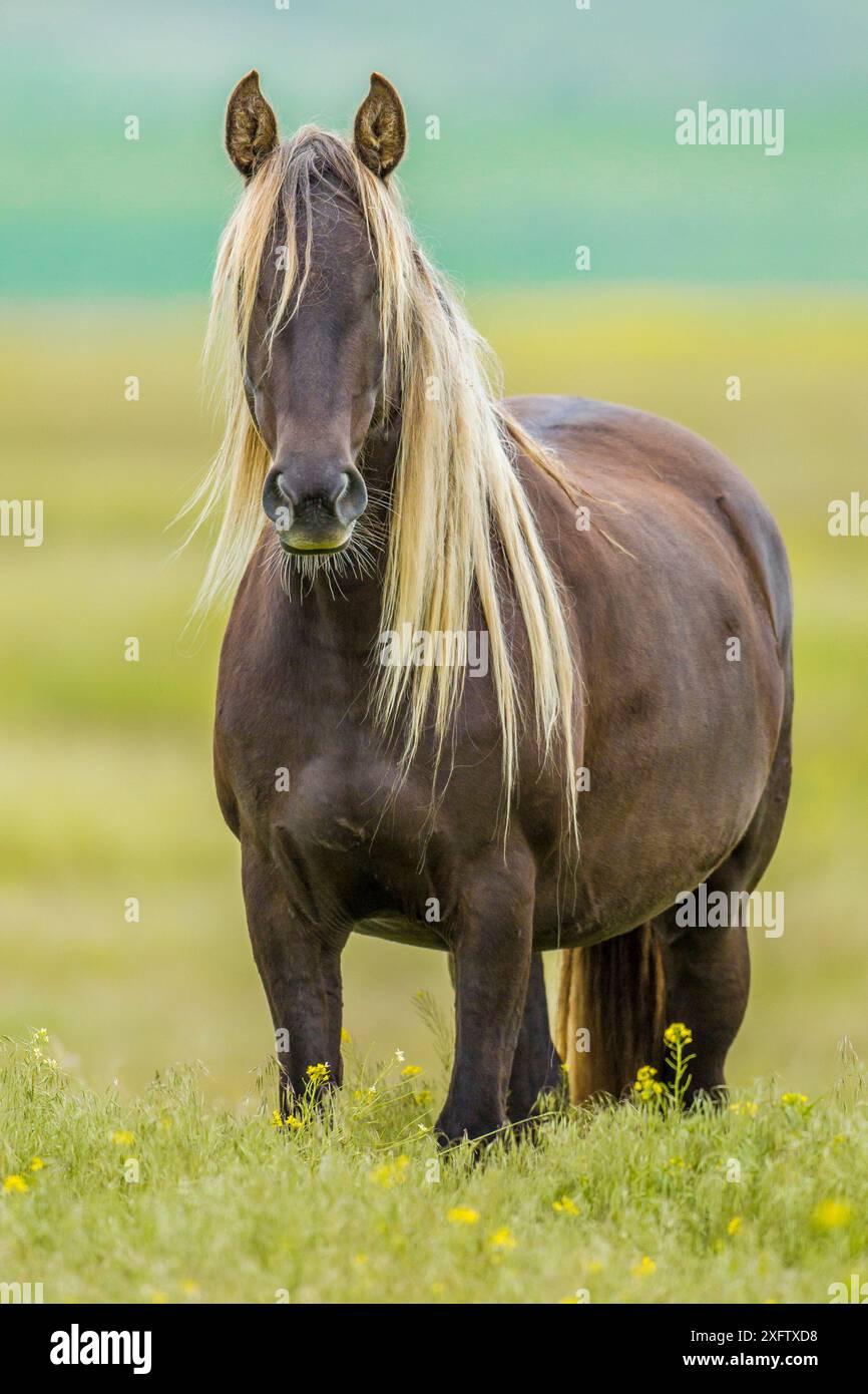 Rocky mountain horse, Bozeman, Montana, USA. June Stock Photo - Alamy