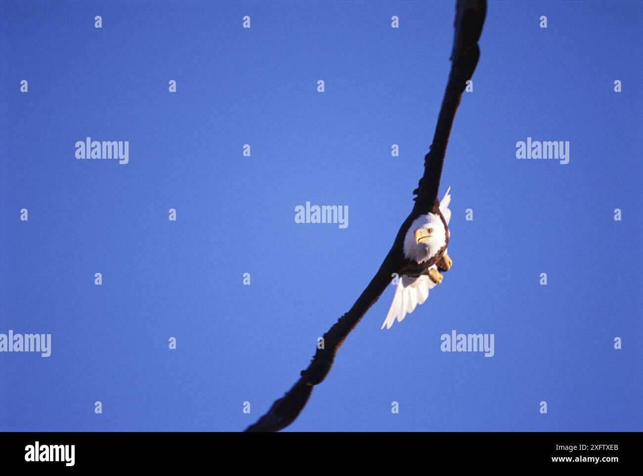 An eagle stretches its wings across the sky Stock Photo - Alamy