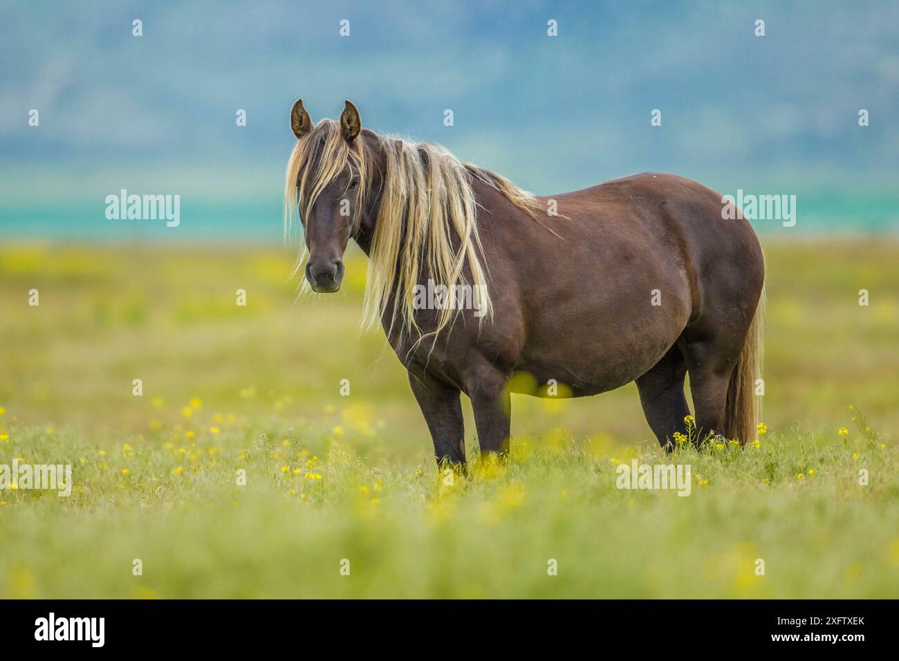 Rocky mountain horse, Bozeman, Montana, USA. June Stock Photo - Alamy