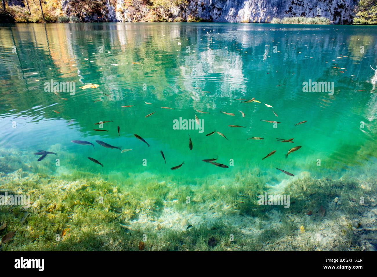Fish in the crystal-clear water, Plitvice Lakes National Park, UNESCO ...