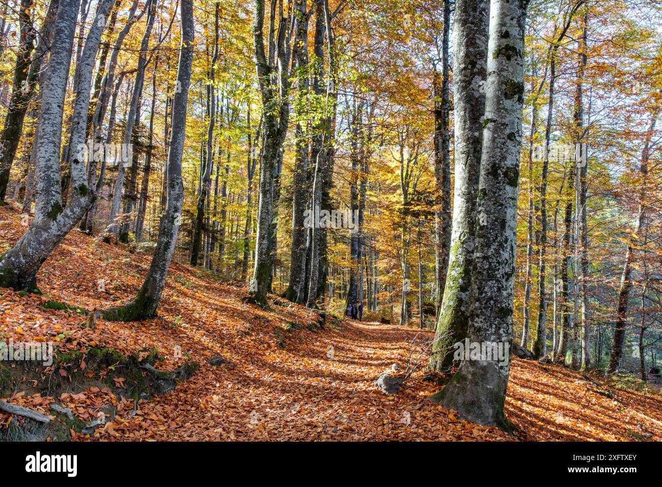 Forest in autumn colours, Plitvice Lakes National Park, UNESCO World ...