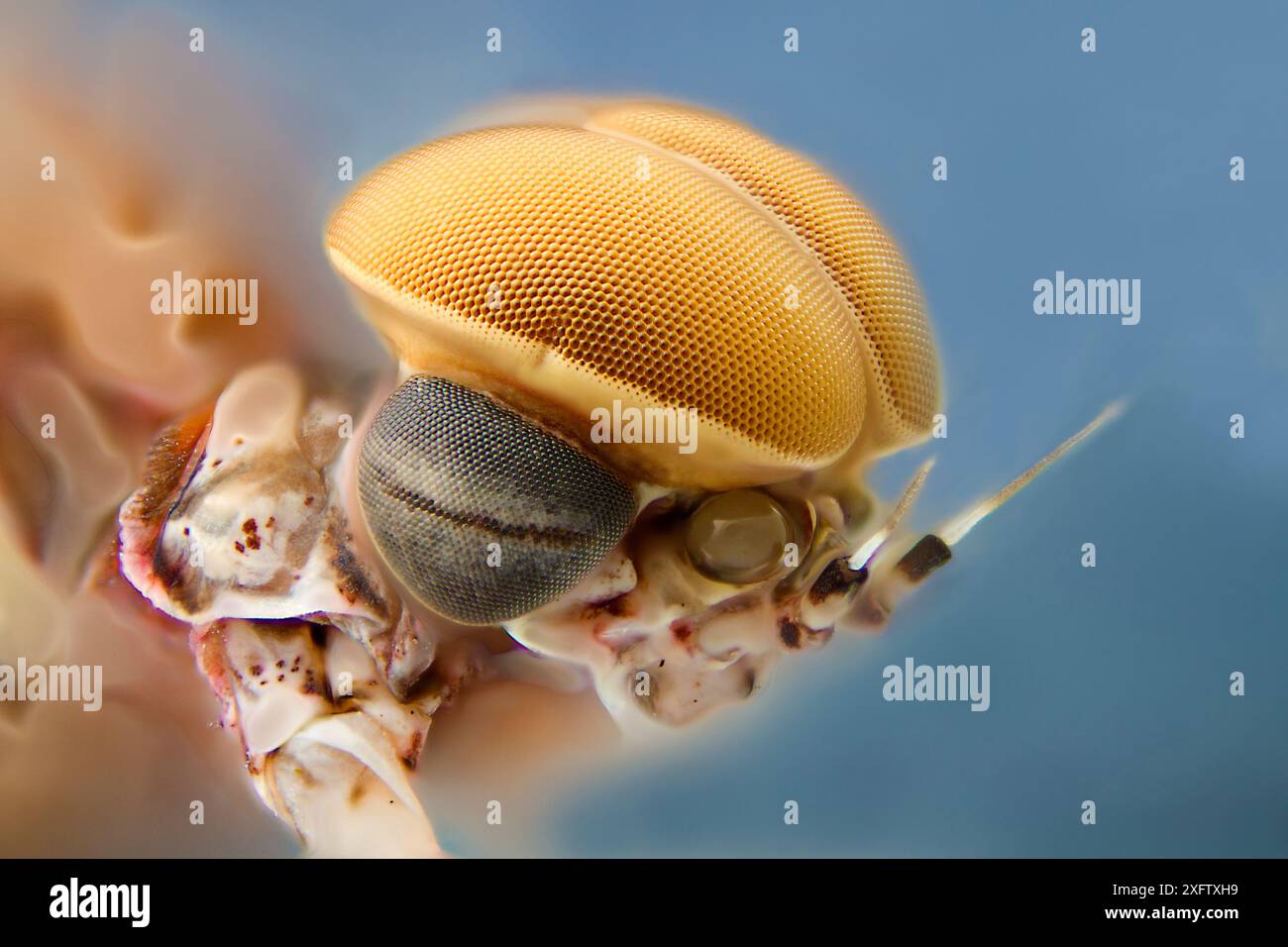 Pink lady mayfly hi-res stock photography and images - Alamy