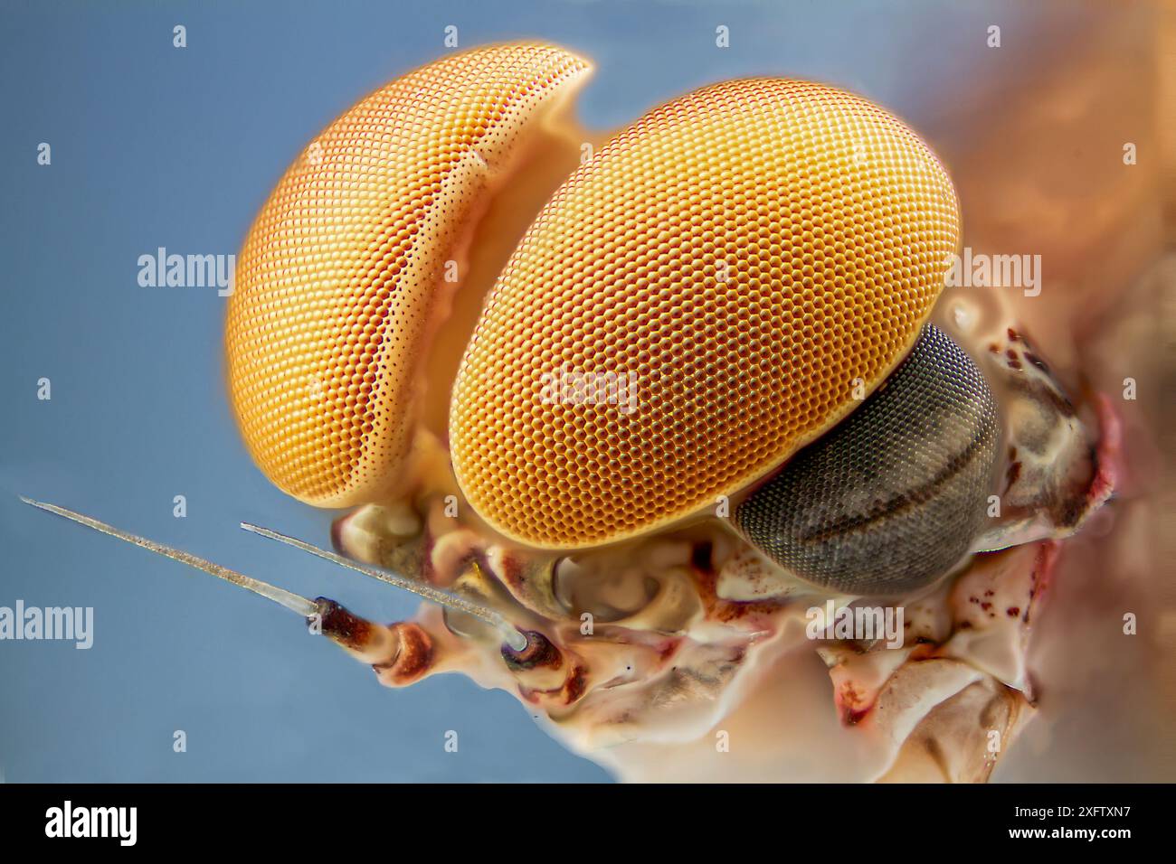 Pink lady mayfly (Epeorus albertae) close up of eye of male, Madison ...