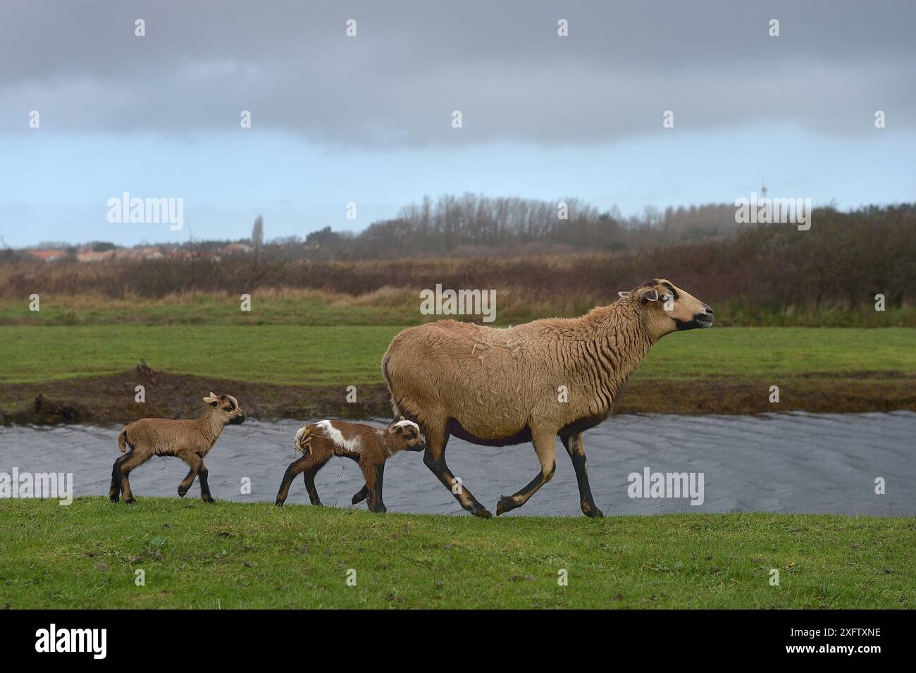 Cameroon sheep, female and lambs, age one day, Ile d'Olonne Marsh ...