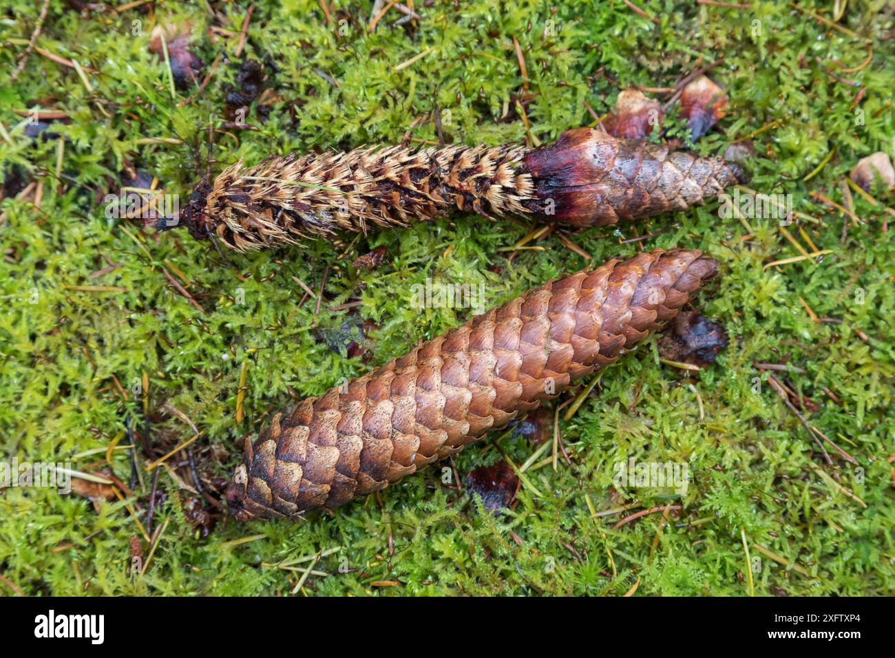 Norway spruce cones (Picea abies) showing one eaten by Red squirrel ...