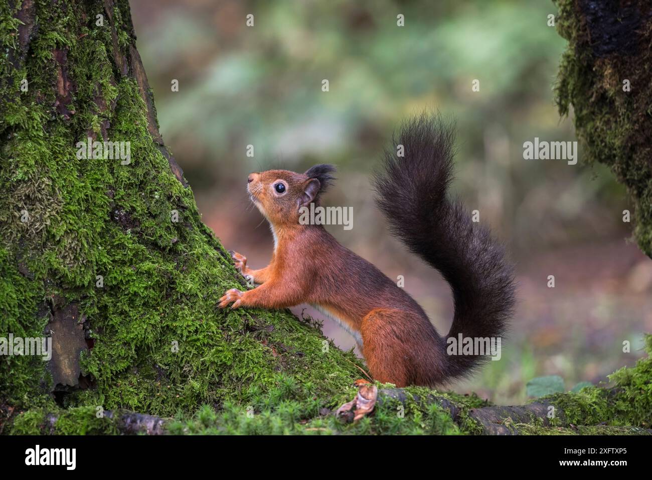 Red squirrel (Sciurus vulgaris), Eskrigg Nature Reserve, Lockerbie ...