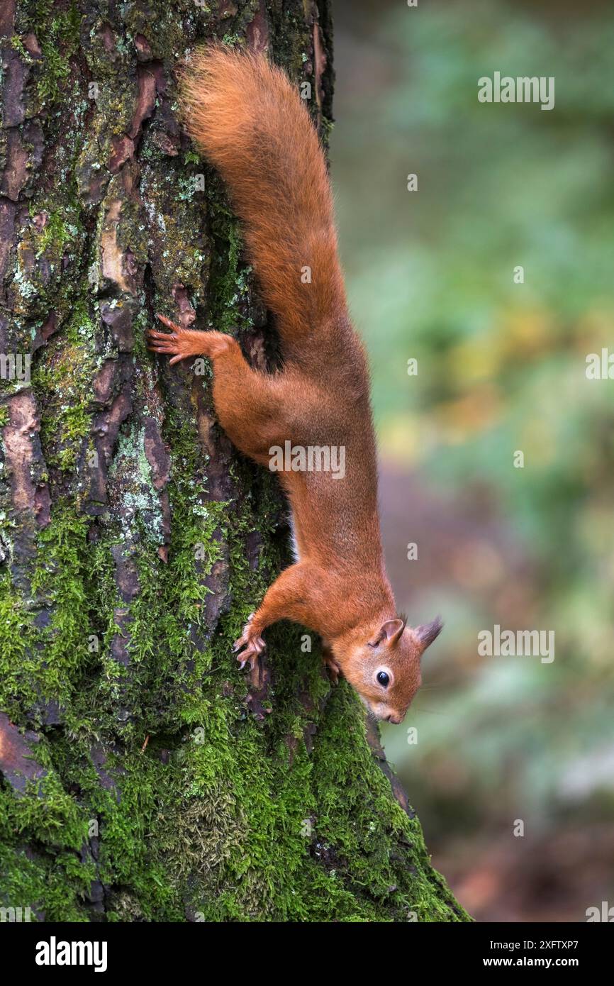 Red squirrel (Sciurus vulgaris) climbing down a tree, Eskrigg Nature ...