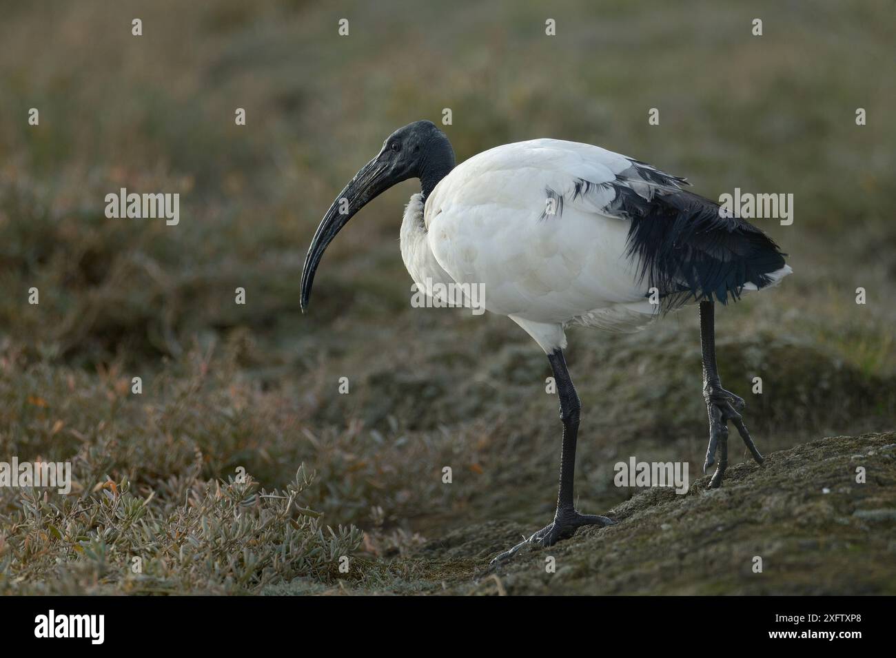 African sacred ibis (Threskironis aethiopicus) Breton Marsh, Vendee ...