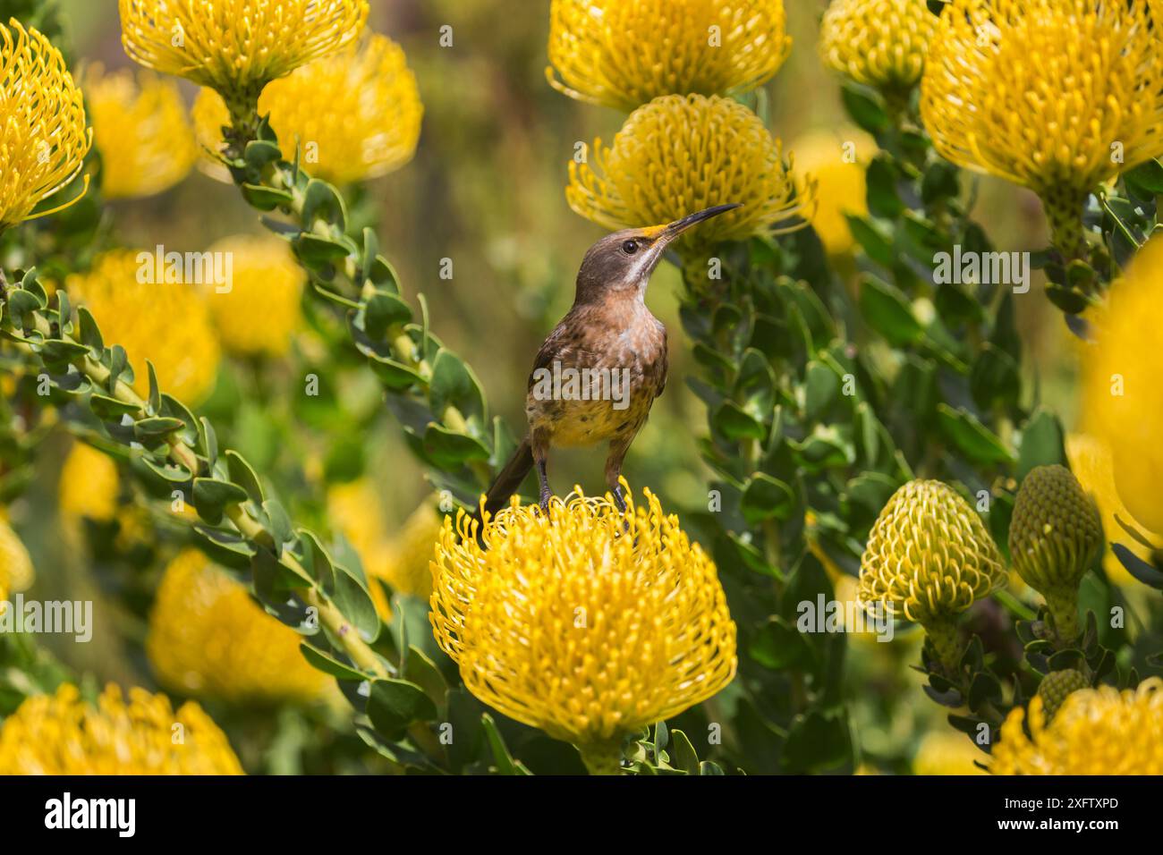 Cape sugarbird (Promerops cafer) among yellow Pincushion (Leucospermum ...