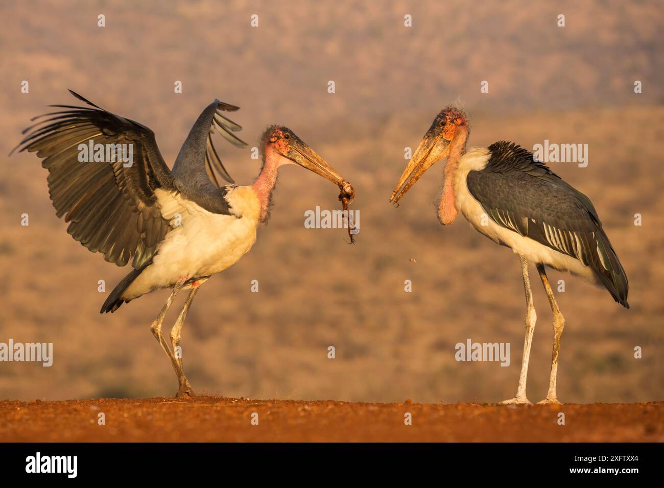 Two Marabou storks (Leptoptilos crumenifer), one with scavenged meat ...