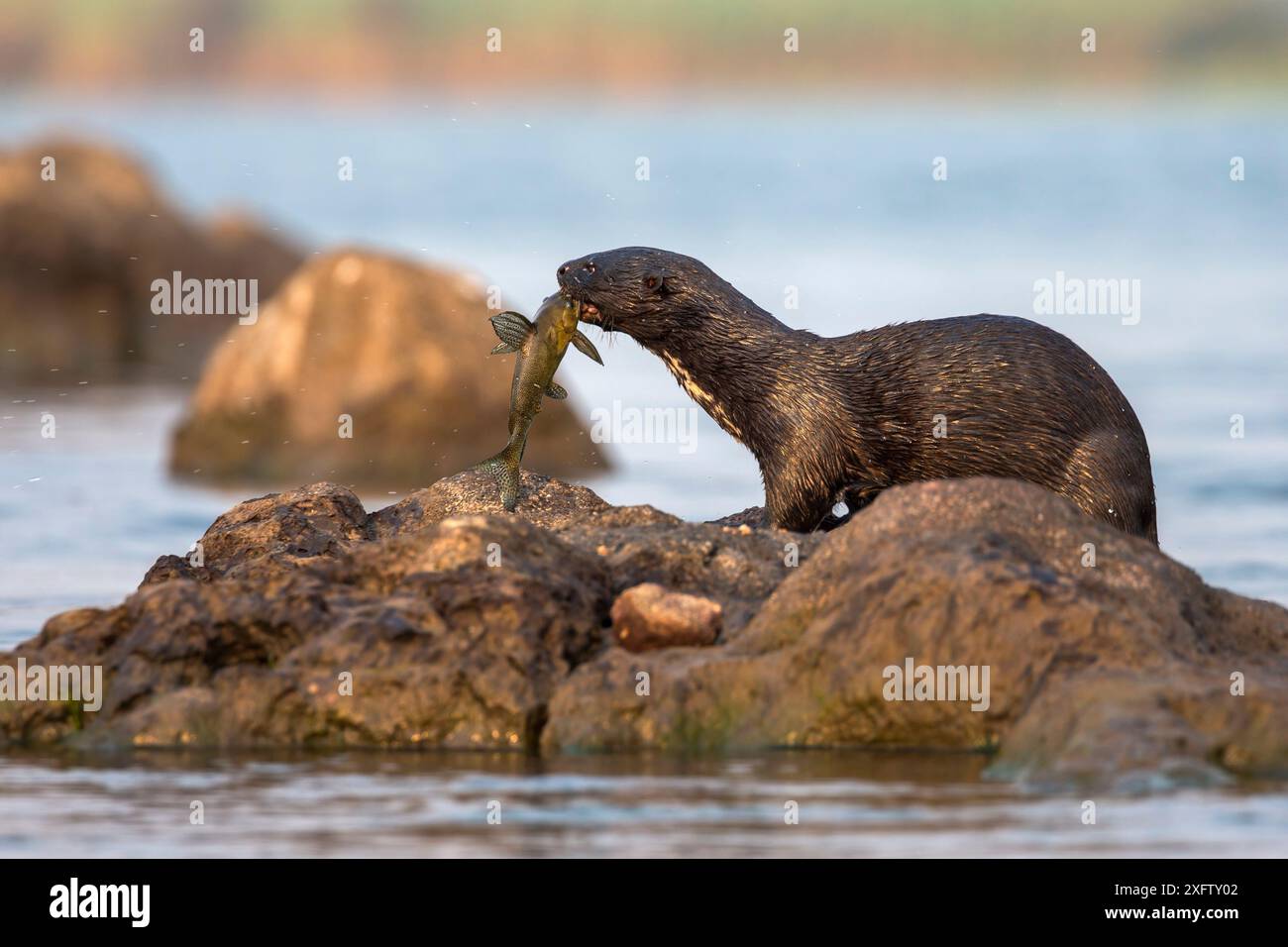 Spotted necked otter (Hydrictis maculicollis) eating Leopard squeaker ...