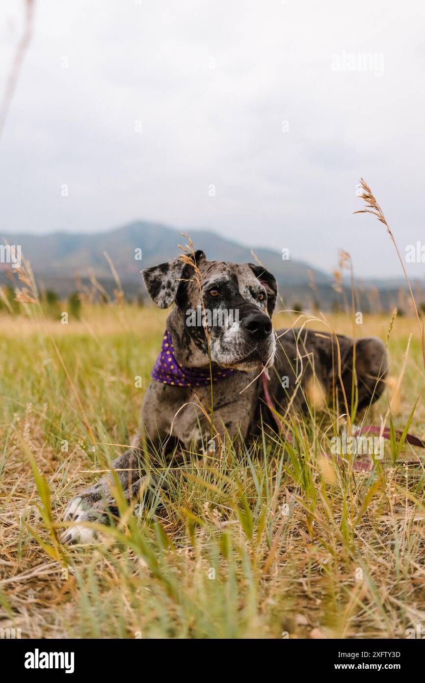 Merle Great Dane rescue dog wearing purple bandana laying down Stock ...